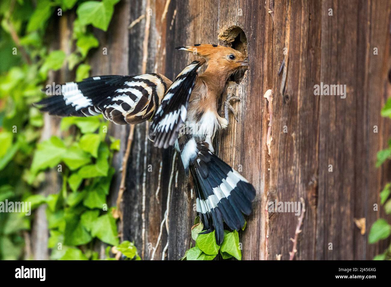 Wiedehopf (Upupa epops Stock Photo - Alamy
