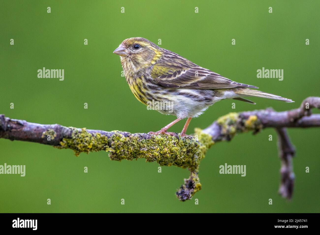 Girlitz (Serinus serinus) Weibchen Stock Photo - Alamy