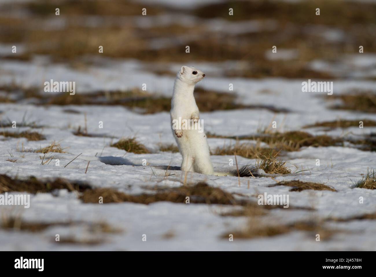 Hermelin (Mustela erminea) im Winterfell Stock Photo - Alamy