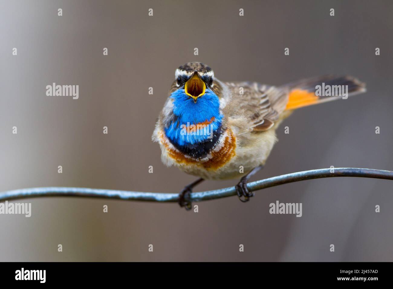 Rotsterniges Blaukehlchen (Luscinia svecica svecica) Männchen Stock ...