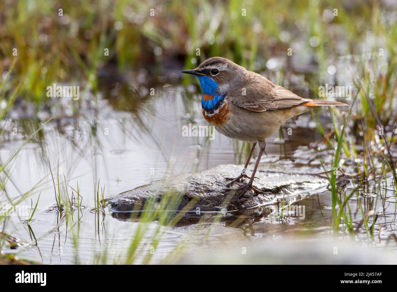 Rotsterniges Blaukehlchen (Luscinia svecica svecica) Männchen Stock ...