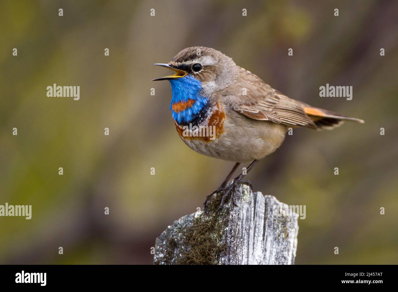 Rotsterniges Blaukehlchen (Luscinia svecica svecica) Männchen Stock ...