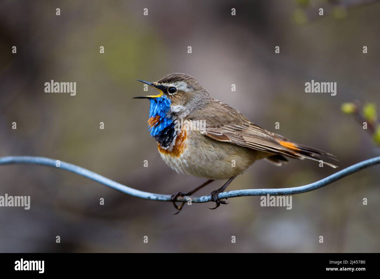 Rotsterniges Blaukehlchen (Luscinia svecica svecica) Männchen Stock ...