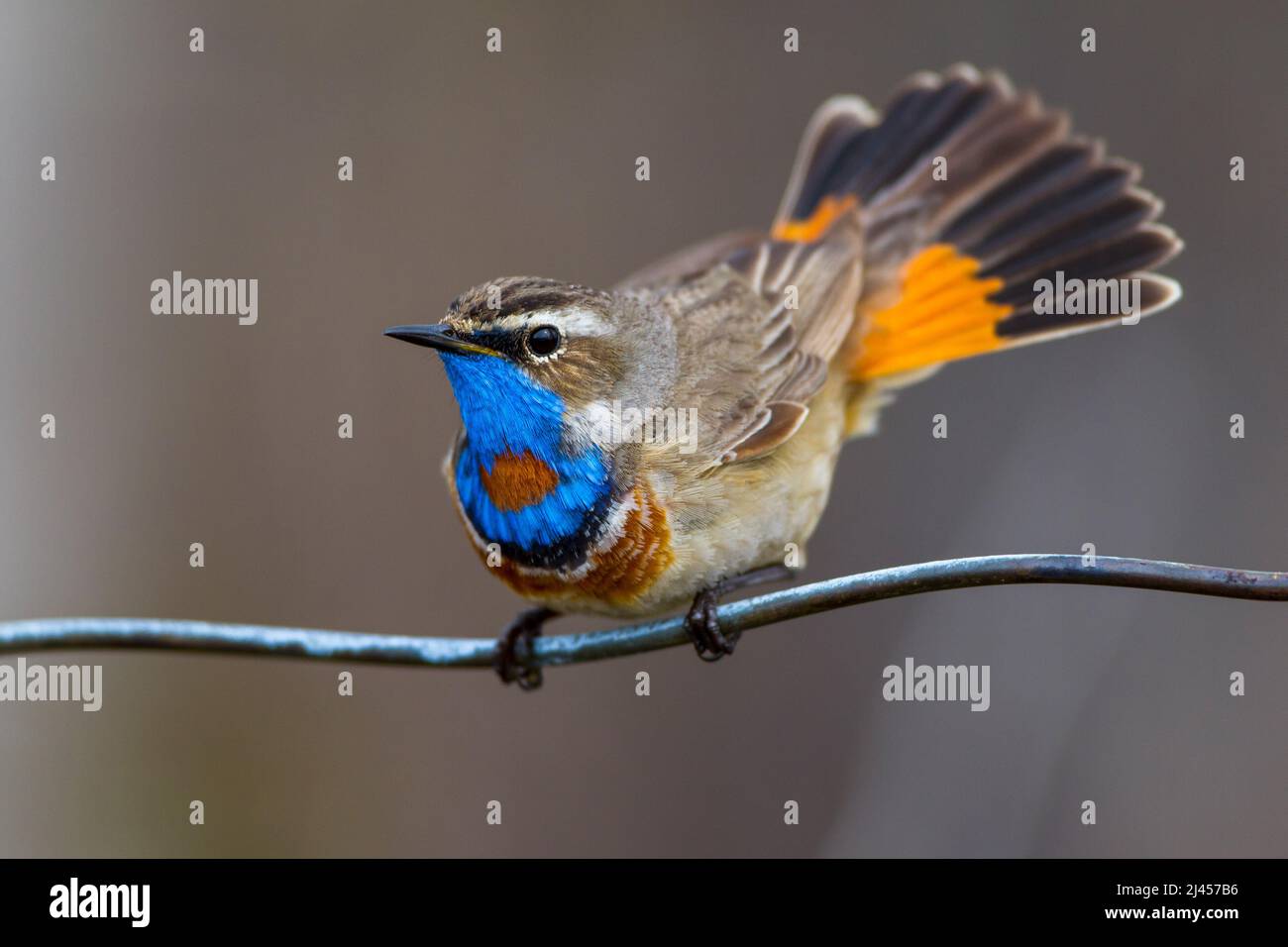 Rotsterniges Blaukehlchen (Luscinia svecica svecica) Männchen Stock ...