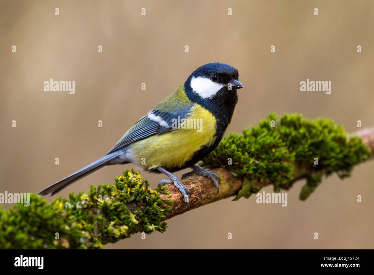 Adult parus major hi-res stock photography and images - Alamy