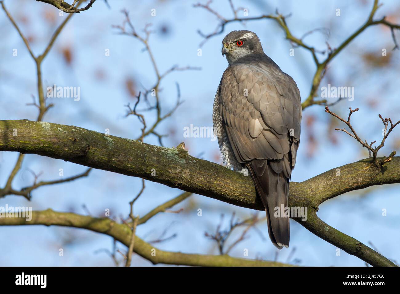 Habicht hi-res stock photography and images - Alamy