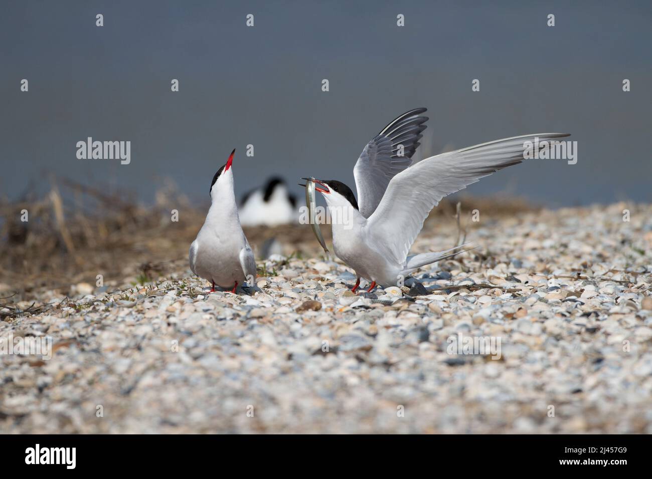 Flußseeschwalben (Sterna hirundo) Balzfütterung Stock Photo - Alamy