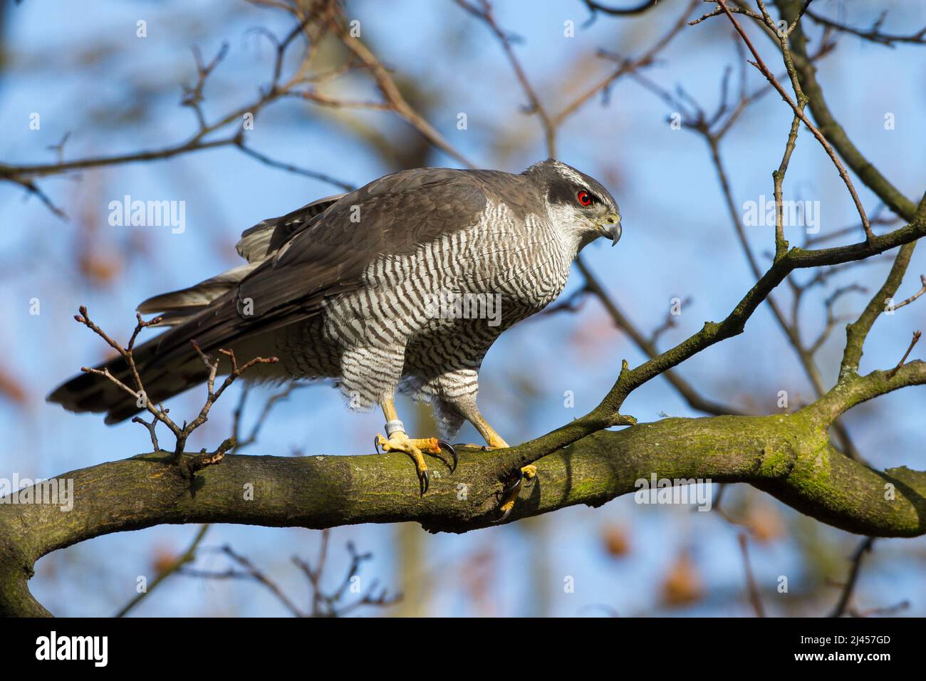 Habicht hi-res stock photography and images - Alamy