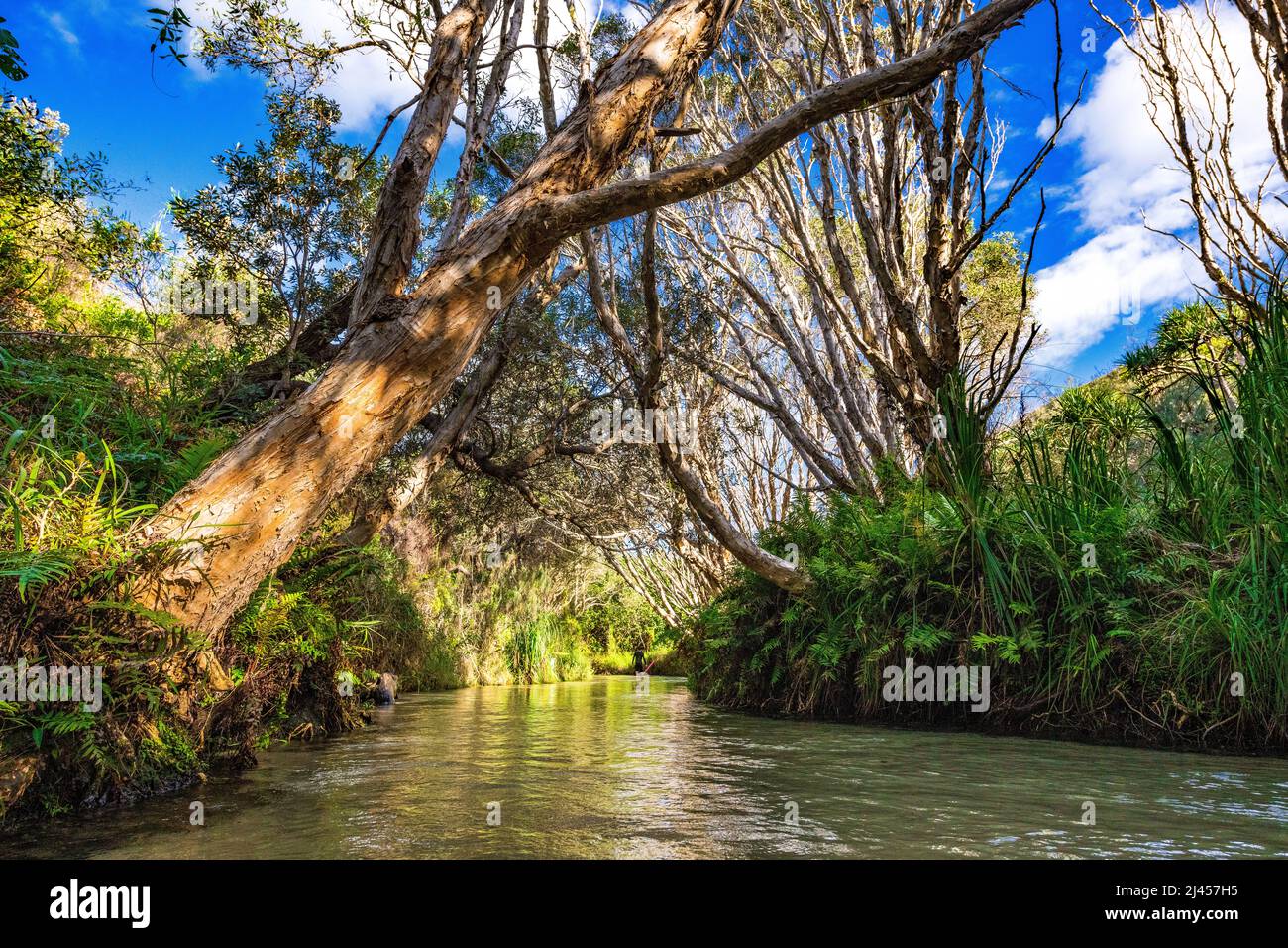The tranquil waters of Eli Creek on Fraser Island, Queensland ...