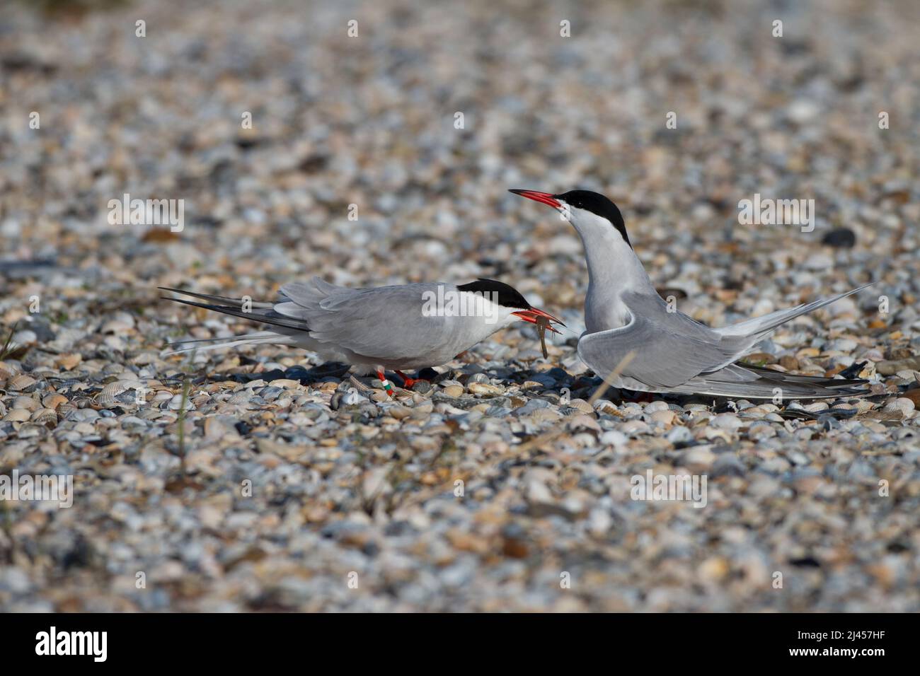 Flußseeschwalben (Sterna hirundo) Balzfütterung Stock Photo - Alamy