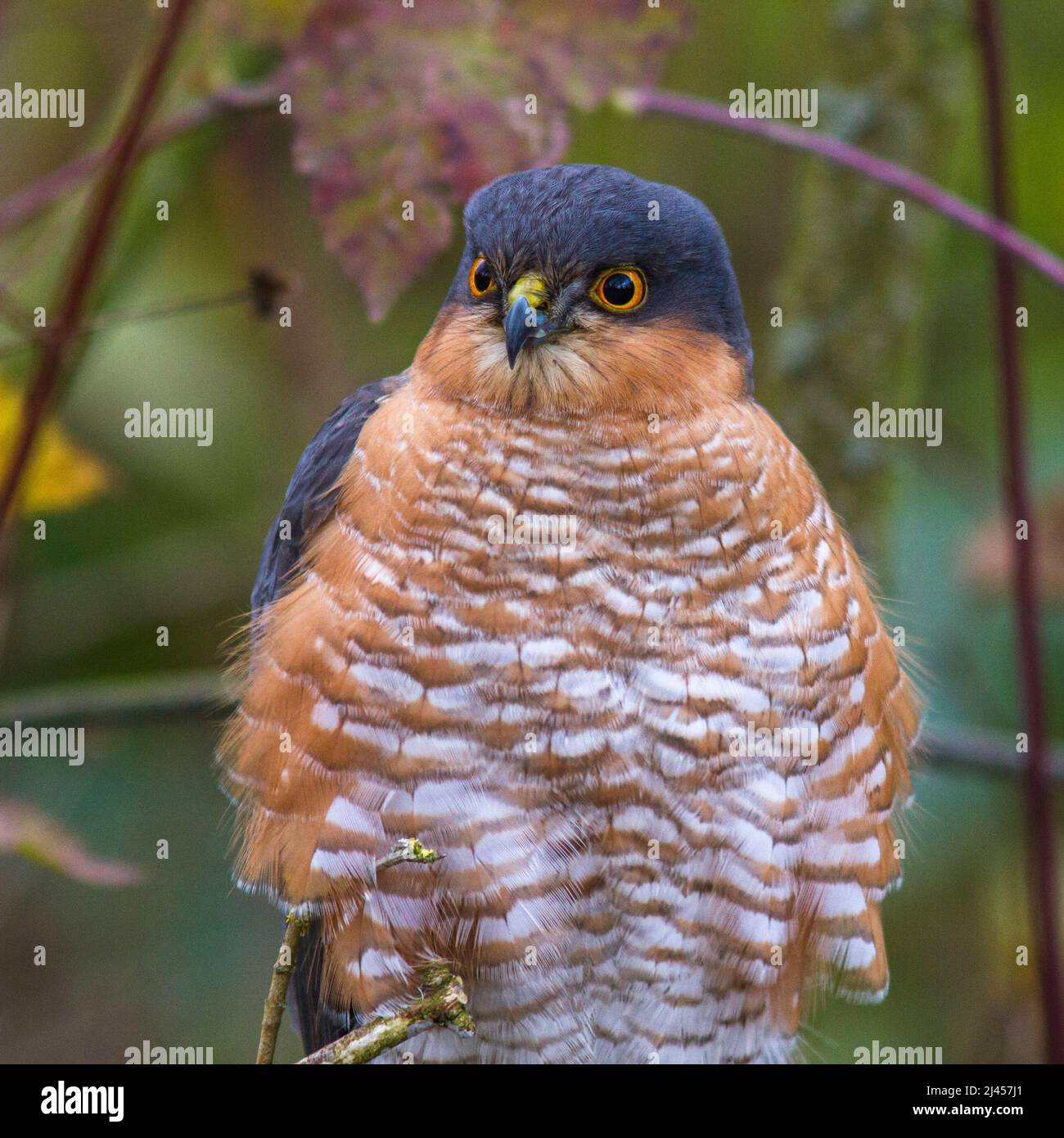 Sperber hi-res stock photography and images - Alamy