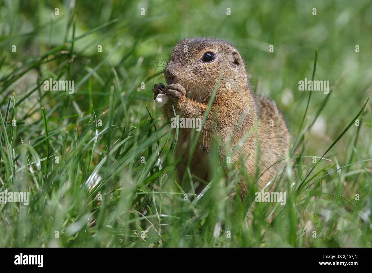 Ziesel (Citellus citellus Stock Photo - Alamy