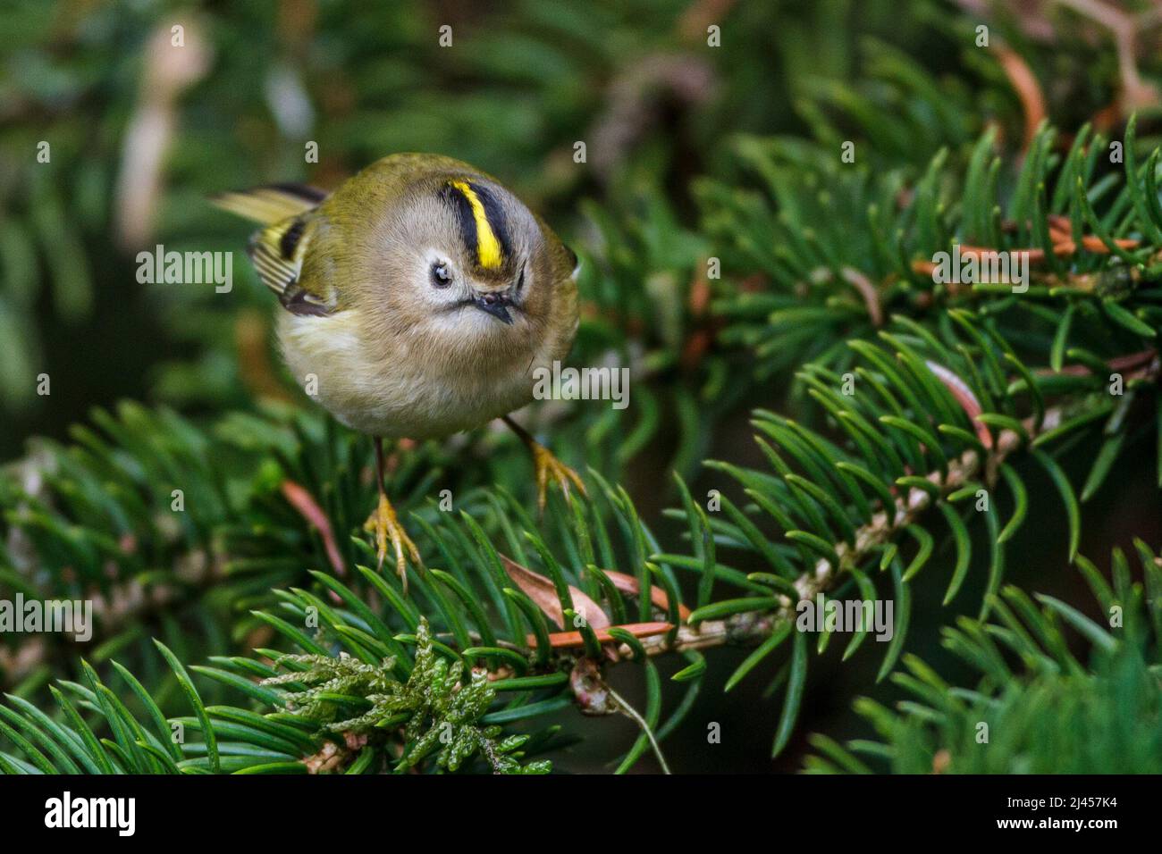 Wintergoldhähnchen (Regulus regulus Stock Photo - Alamy