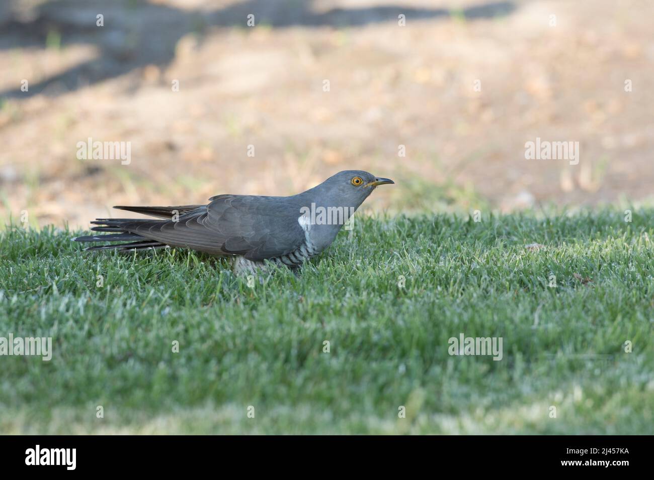 Kuckuck (Cuculus canorus Stock Photo - Alamy