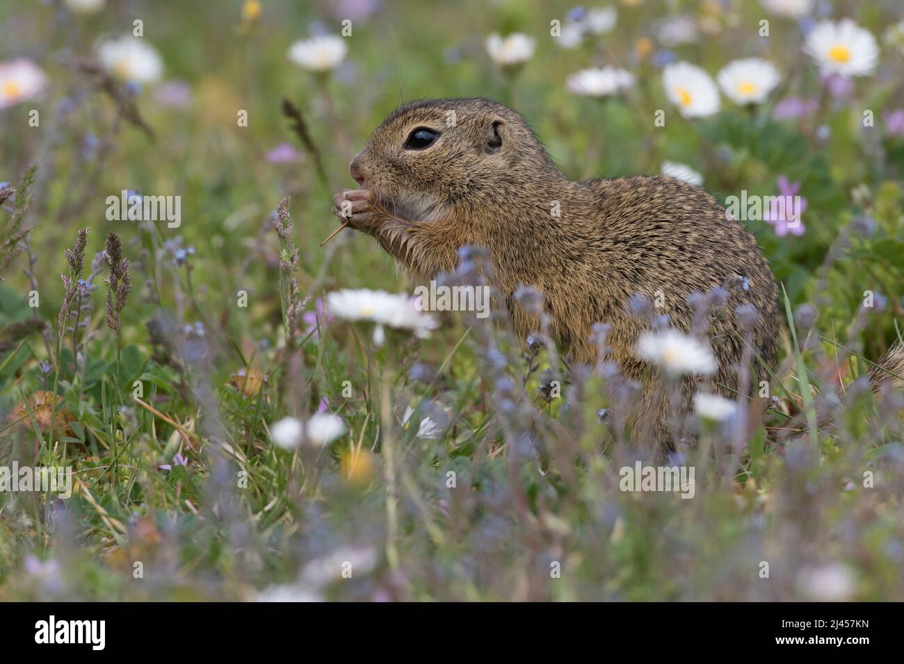 Ziesel (Citellus citellus Stock Photo - Alamy