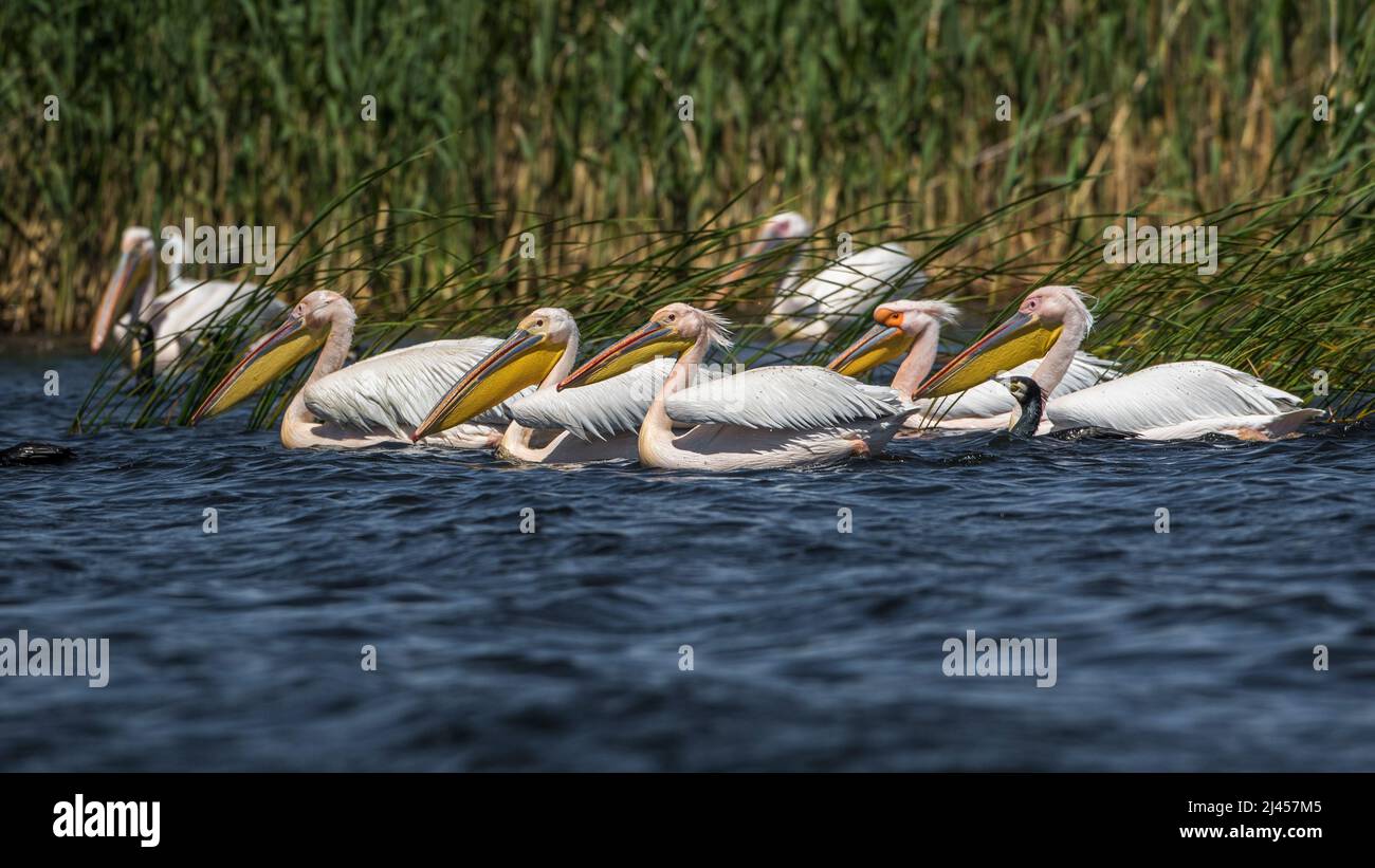 Rosapelikan rosa pelikan hi-res stock photography and images - Alamy