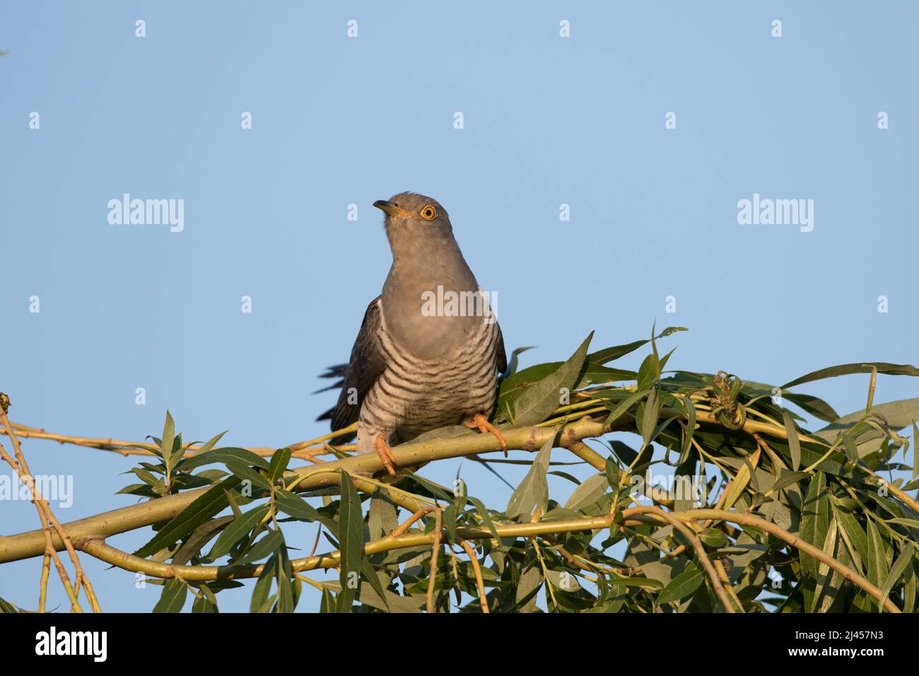 Kuckuck (Cuculus canorus Stock Photo - Alamy
