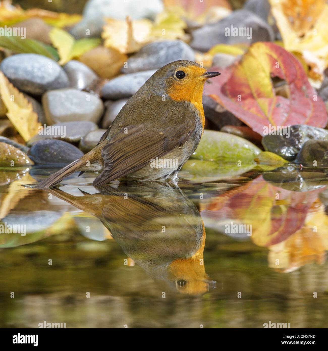 Rotkehlchen badet hi-res stock photography and images - Alamy