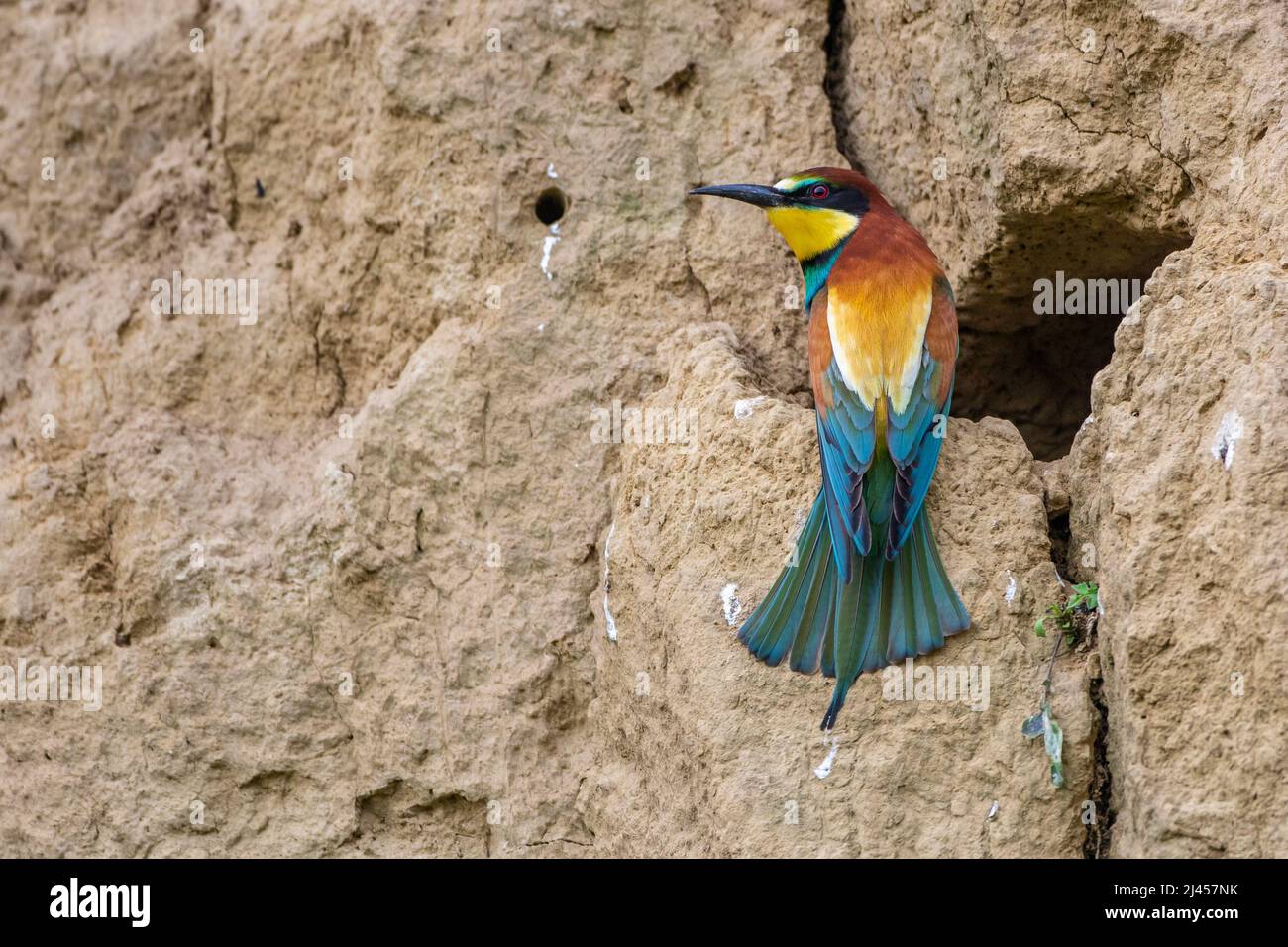 Bienenfresser (Merops apiaster Stock Photo - Alamy