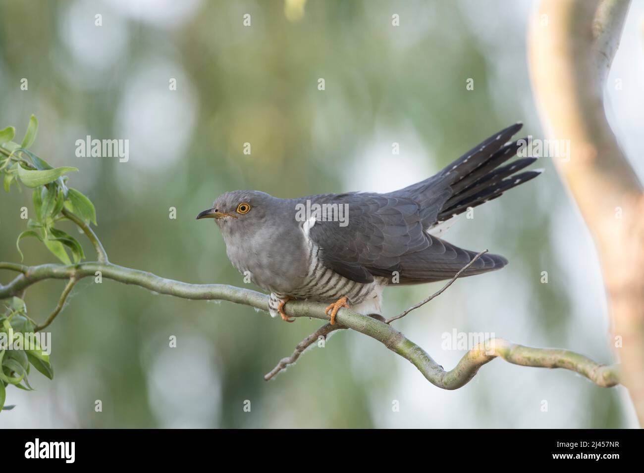 Kuckuck (Cuculus canorus Stock Photo - Alamy