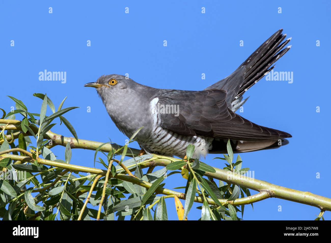 Kuckuck (Cuculus canorus Stock Photo - Alamy