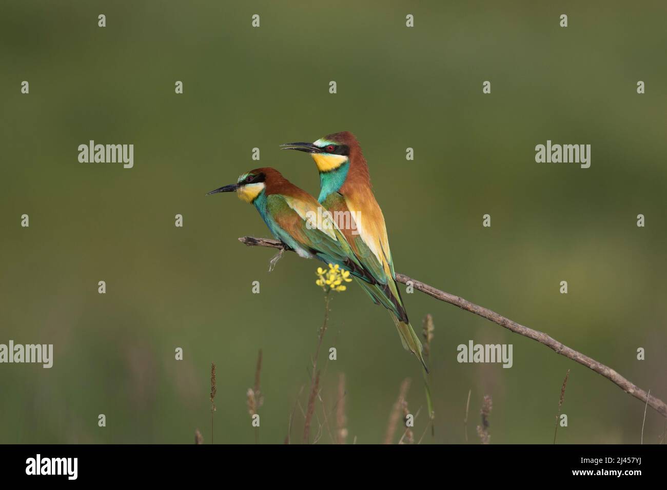 Bienenfresser (Merops apiaster Stock Photo - Alamy