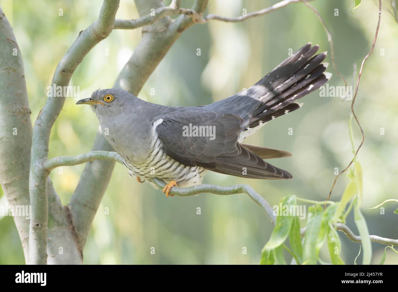 Kuckuck (Cuculus canorus Stock Photo - Alamy
