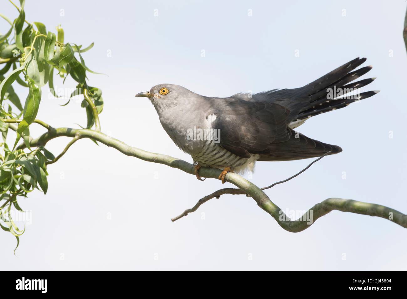 Kuckuck (Cuculus canorus Stock Photo - Alamy