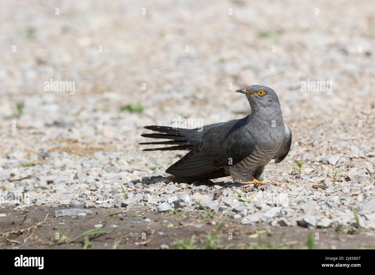 Kuckuck (Cuculus canorus Stock Photo - Alamy