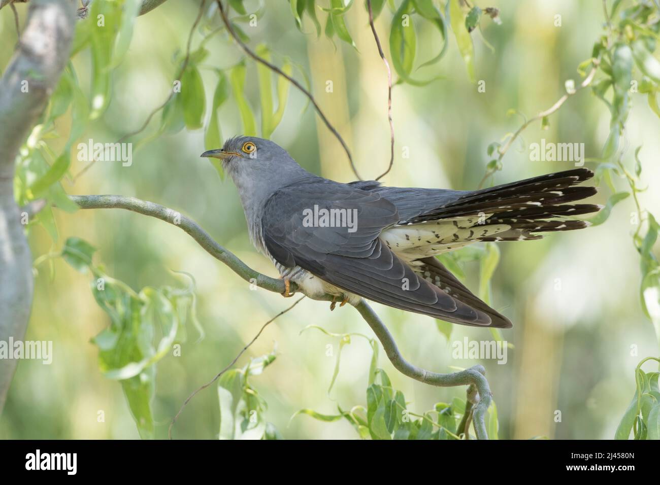 Kuckuck (Cuculus canorus Stock Photo - Alamy