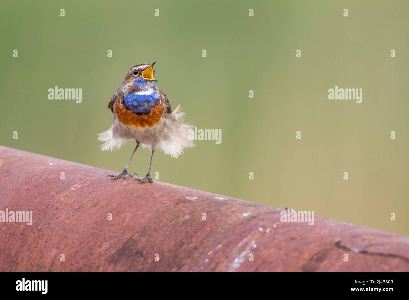 Weißsterniges Blaukehlchen (Luscinia svecica) Männchen Stock Photo - Alamy