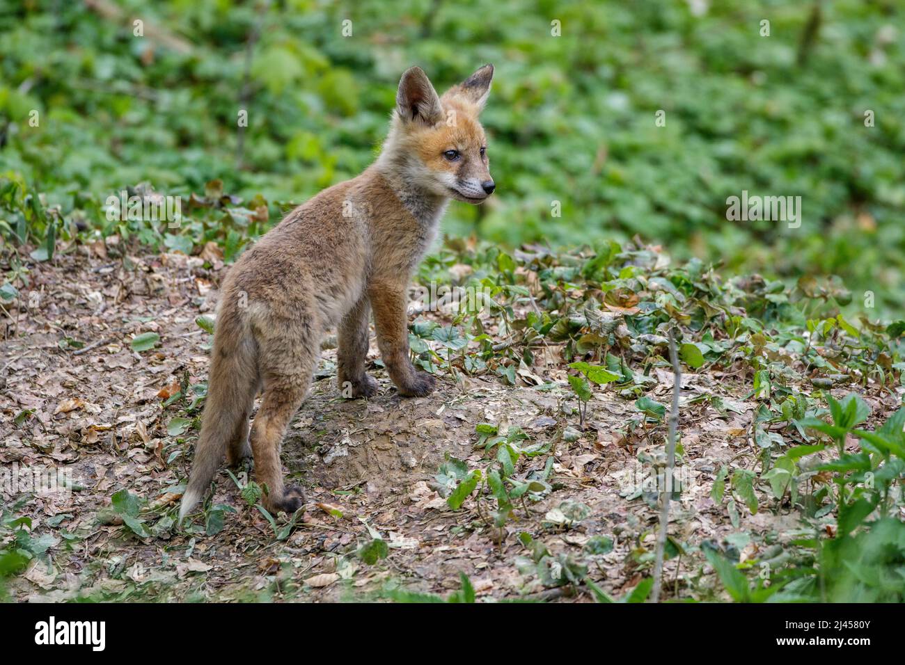 Rotfuchs (Vulpes vulpes) Junger Stock Photo - Alamy