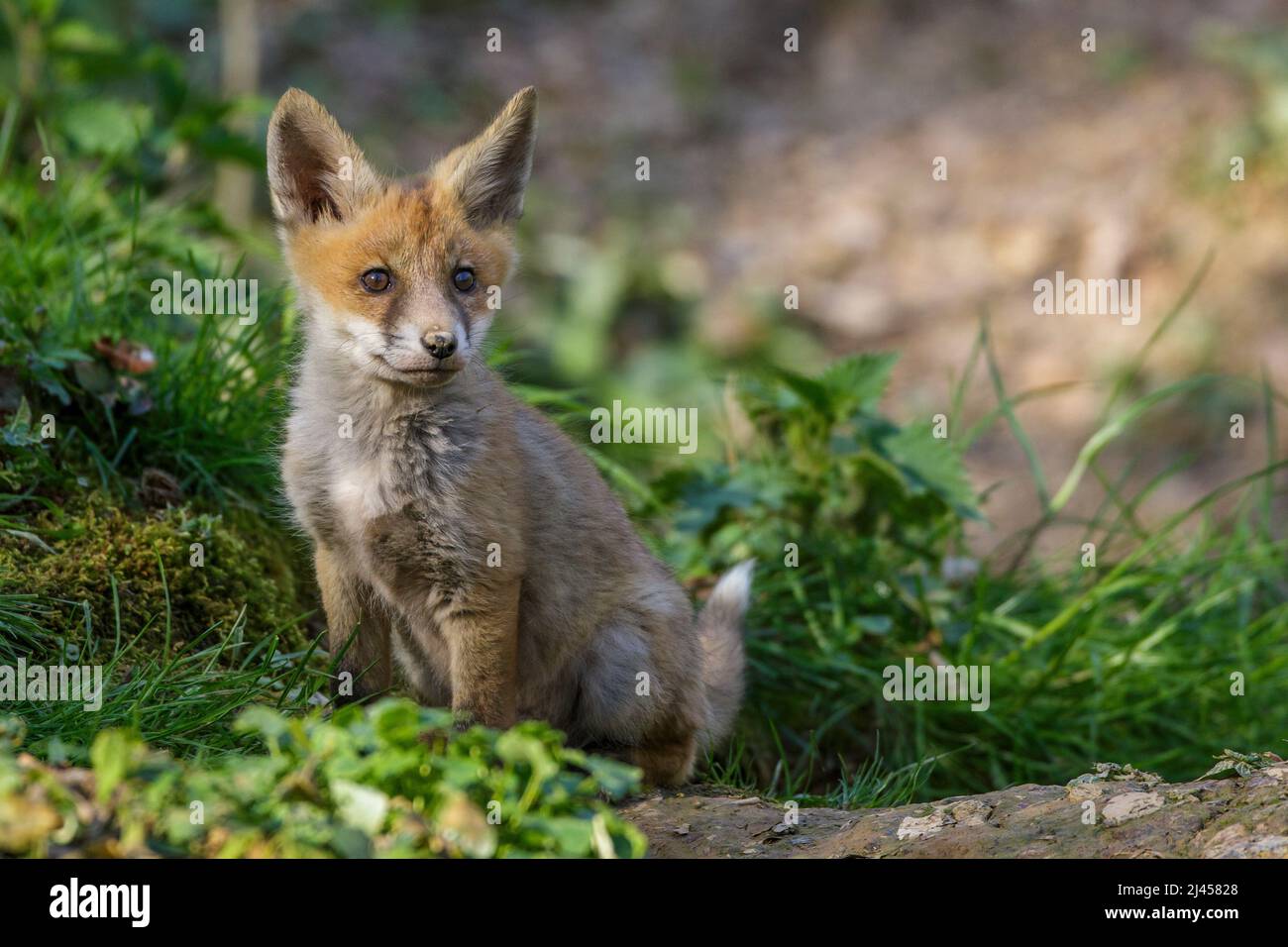 Rotfuchs (Vulpes vulpes) Junger Stock Photo - Alamy
