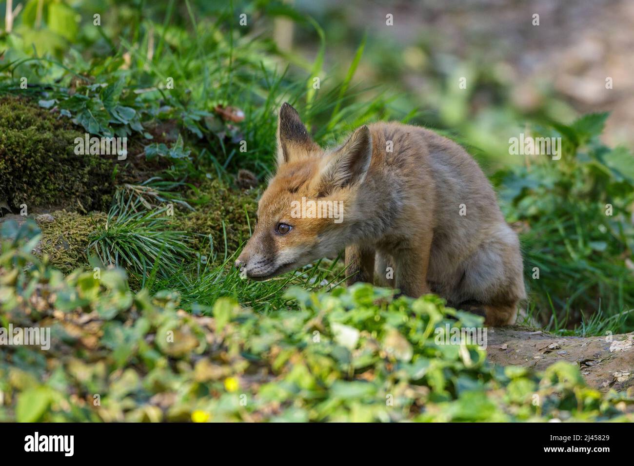 Rotfuchs (Vulpes vulpes) Junger Stock Photo - Alamy