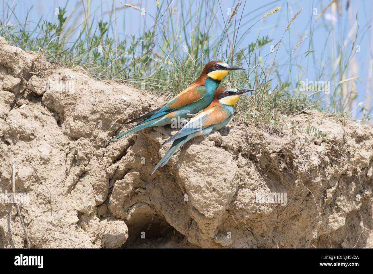 Bienenfresser (Merops apiaster Stock Photo - Alamy
