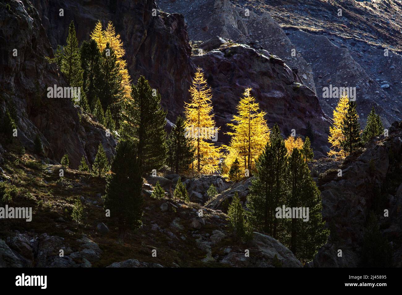 Lärchen tirol hi-res stock photography and images - Alamy