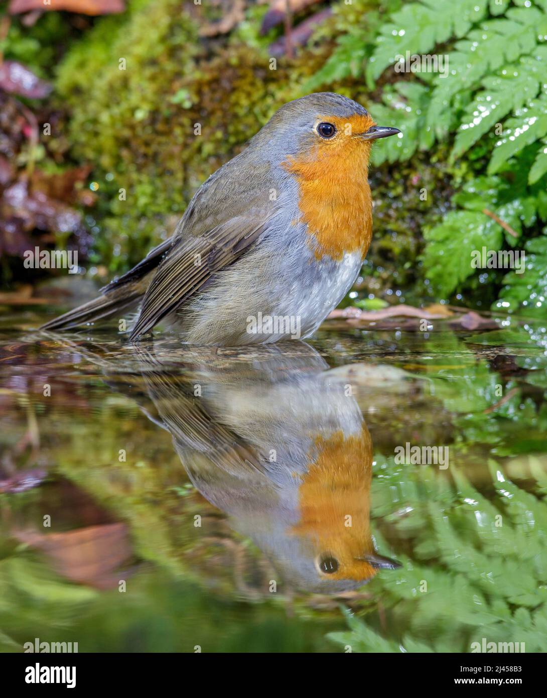 Rotkehlchen badet hi-res stock photography and images - Alamy