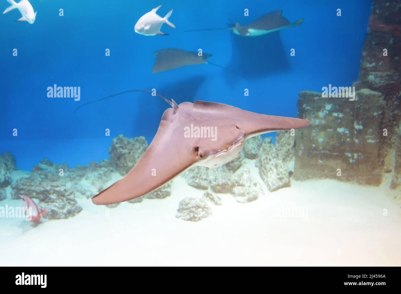 Stingray swimming among fish in hi-res stock photography and images - Alamy