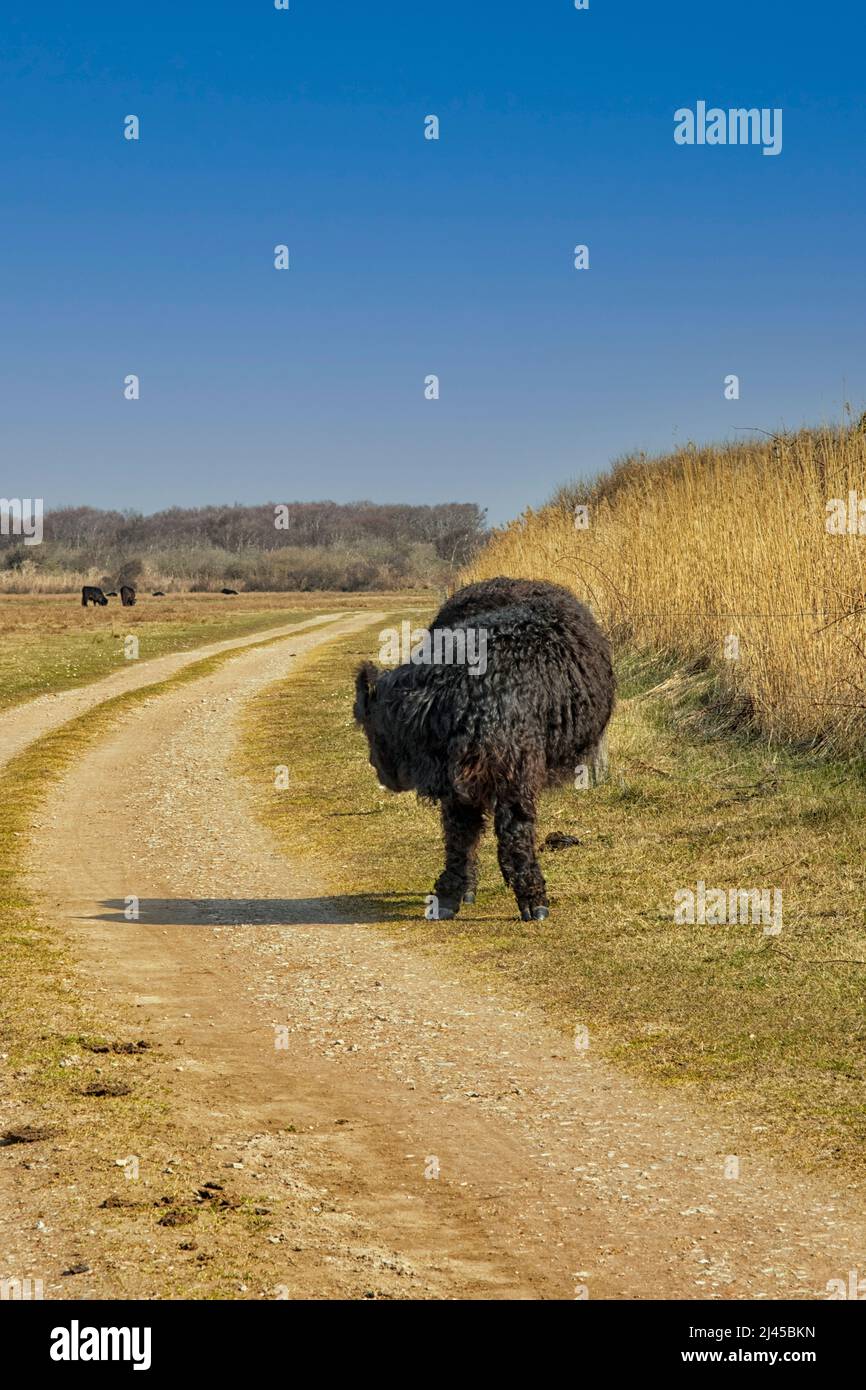 Galloway cattle, nature reserve De Muy, Den Hoorn, Nationalpark Duinen ...
