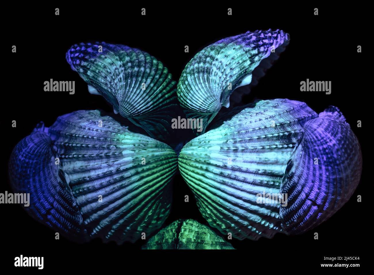 Beautiful sea old seashells in neon light. Minimalism retro style ...
