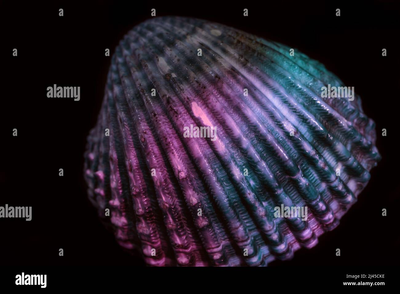 Close up Beautiful sea old seashells in neon light. Minimalism retro ...