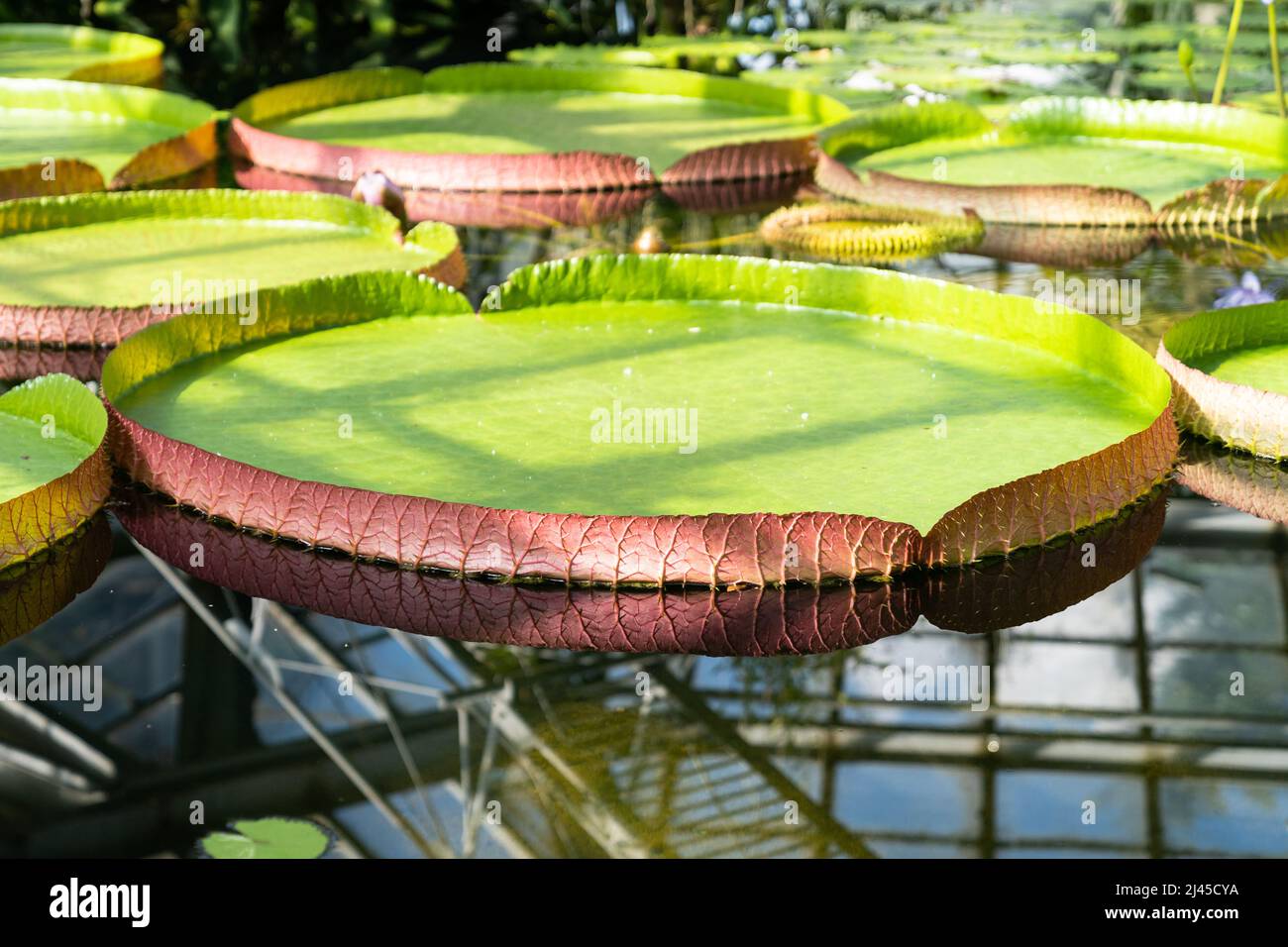 Glasshouse with tropical Victoria amazonica, giant water lily and ...