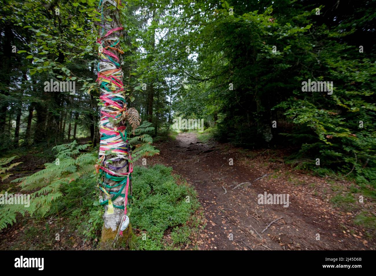 Shamanic tree hi-res stock photography and images - Alamy