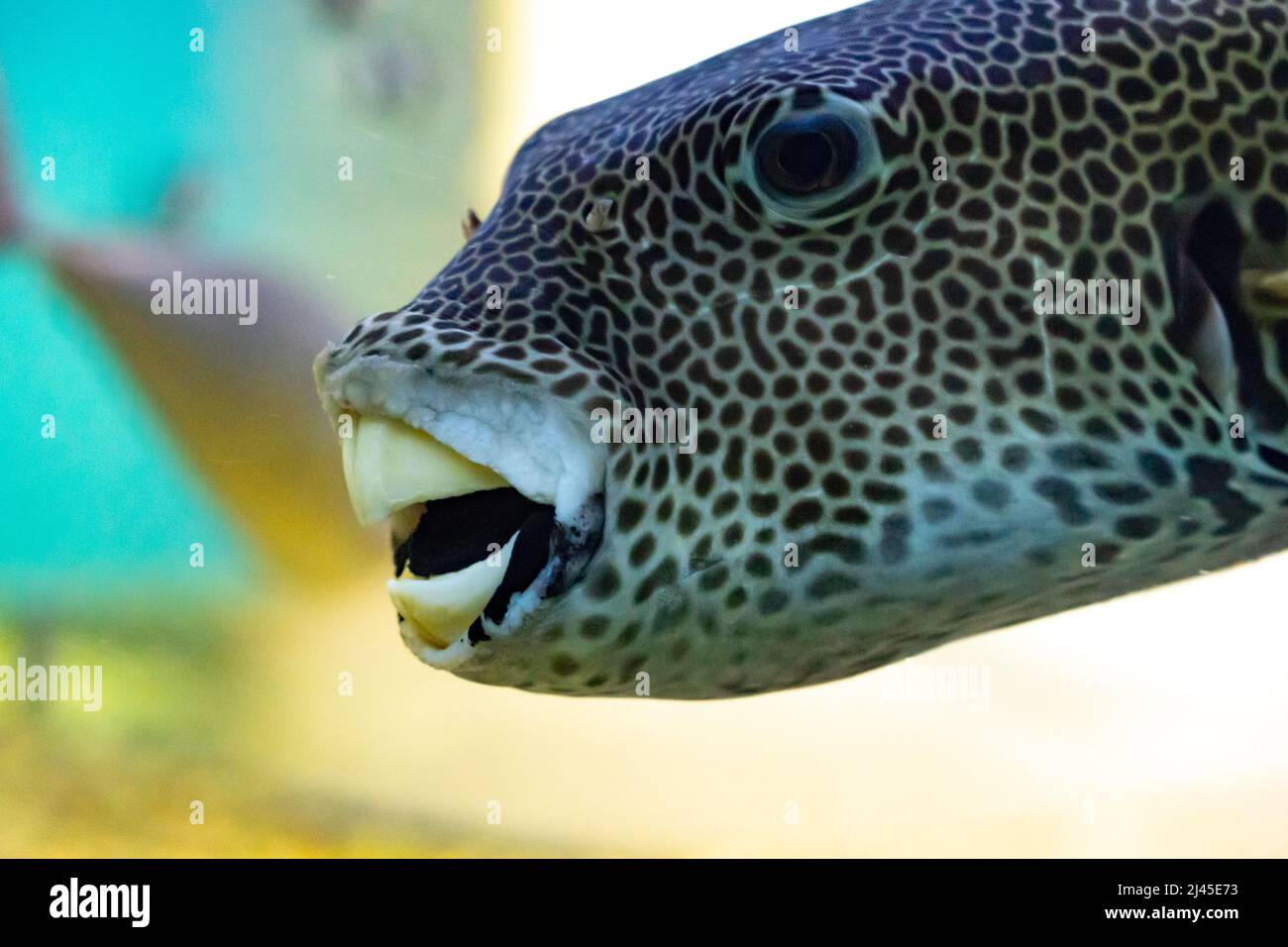 Puffer fish mouth open hi-res stock photography and images - Alamy
