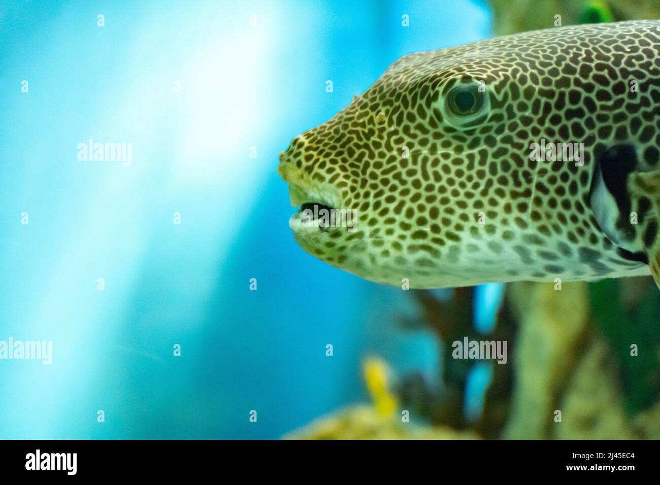 Puffer fish mouth open hi-res stock photography and images - Alamy