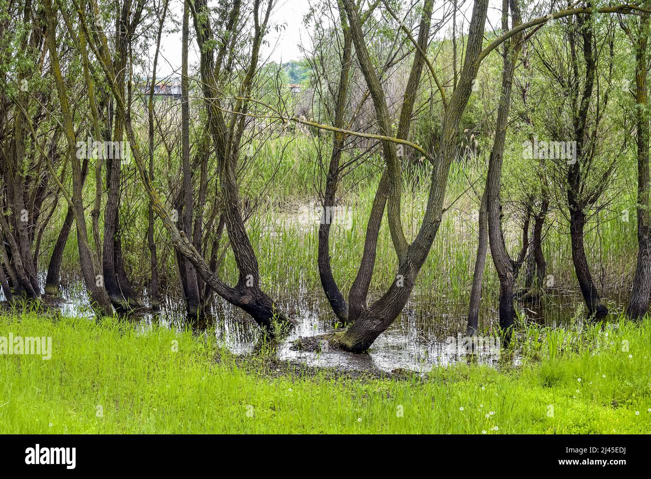 Trees submerged in water on river bank. Spring landscape. Trees are ...