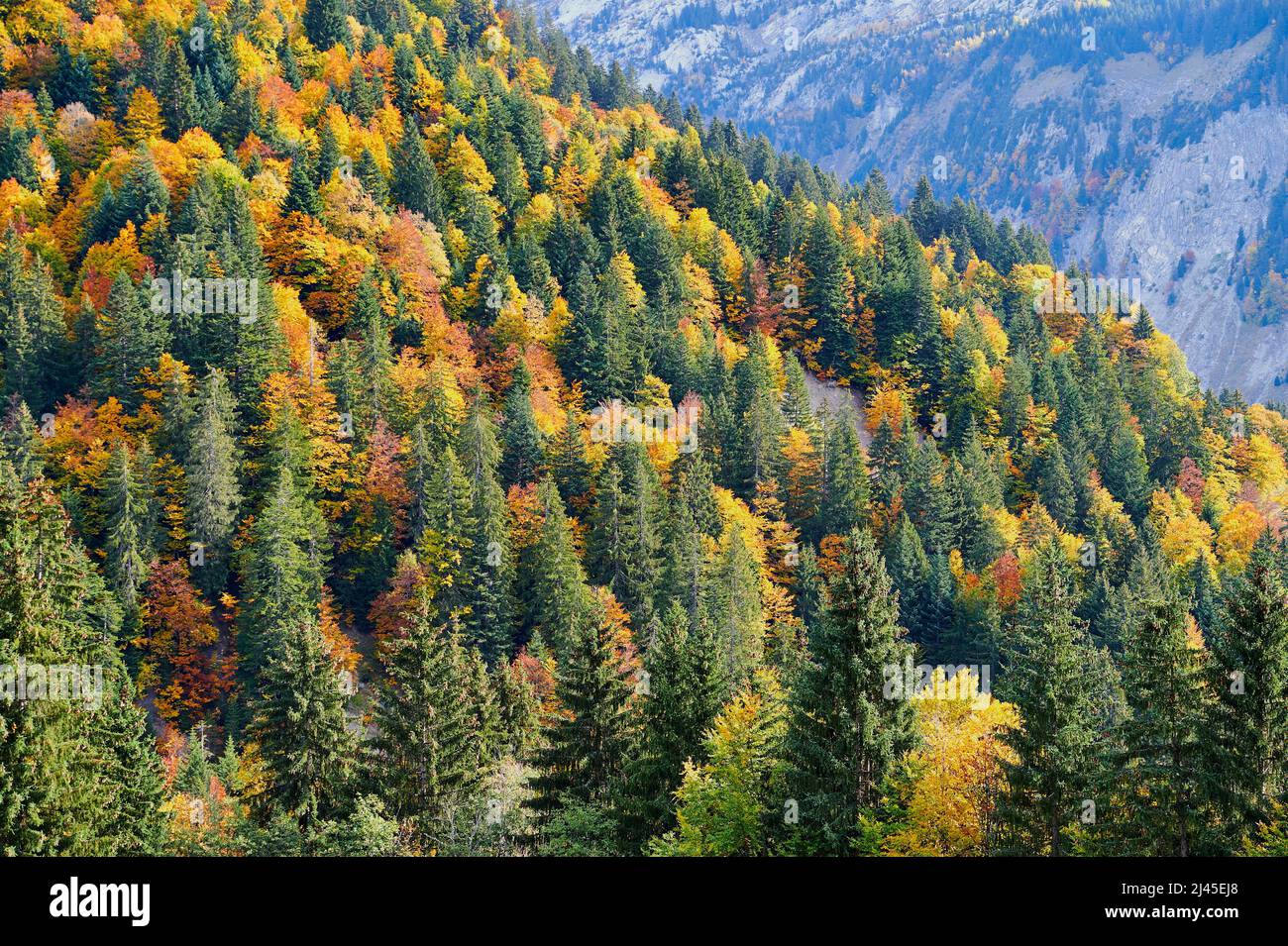 Le Grand-Bornand (French Alps, central-eastern France): forest ...