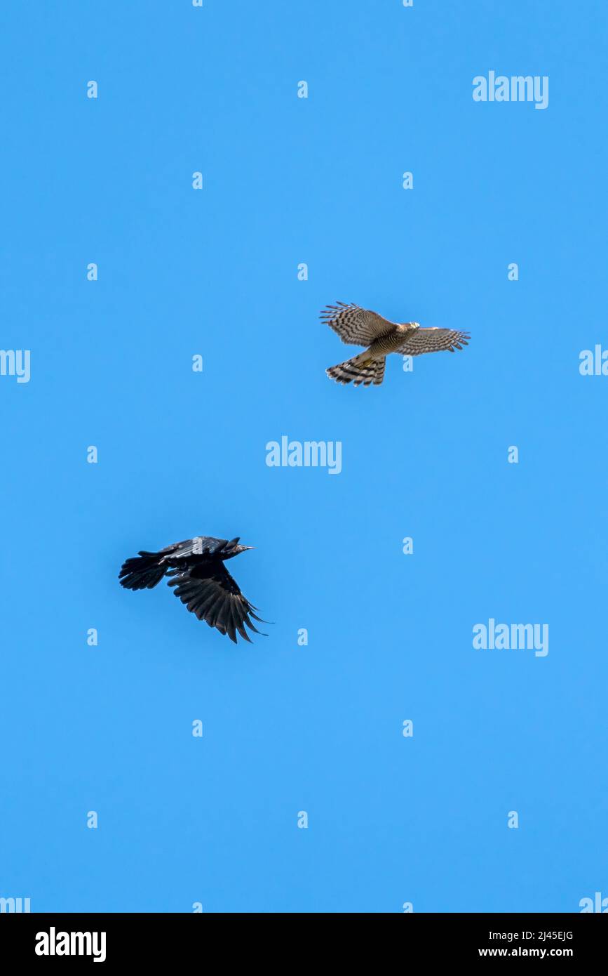 Sparrowhawk (Accipiter nisus) a bird of prey raptor in flight attacking ...