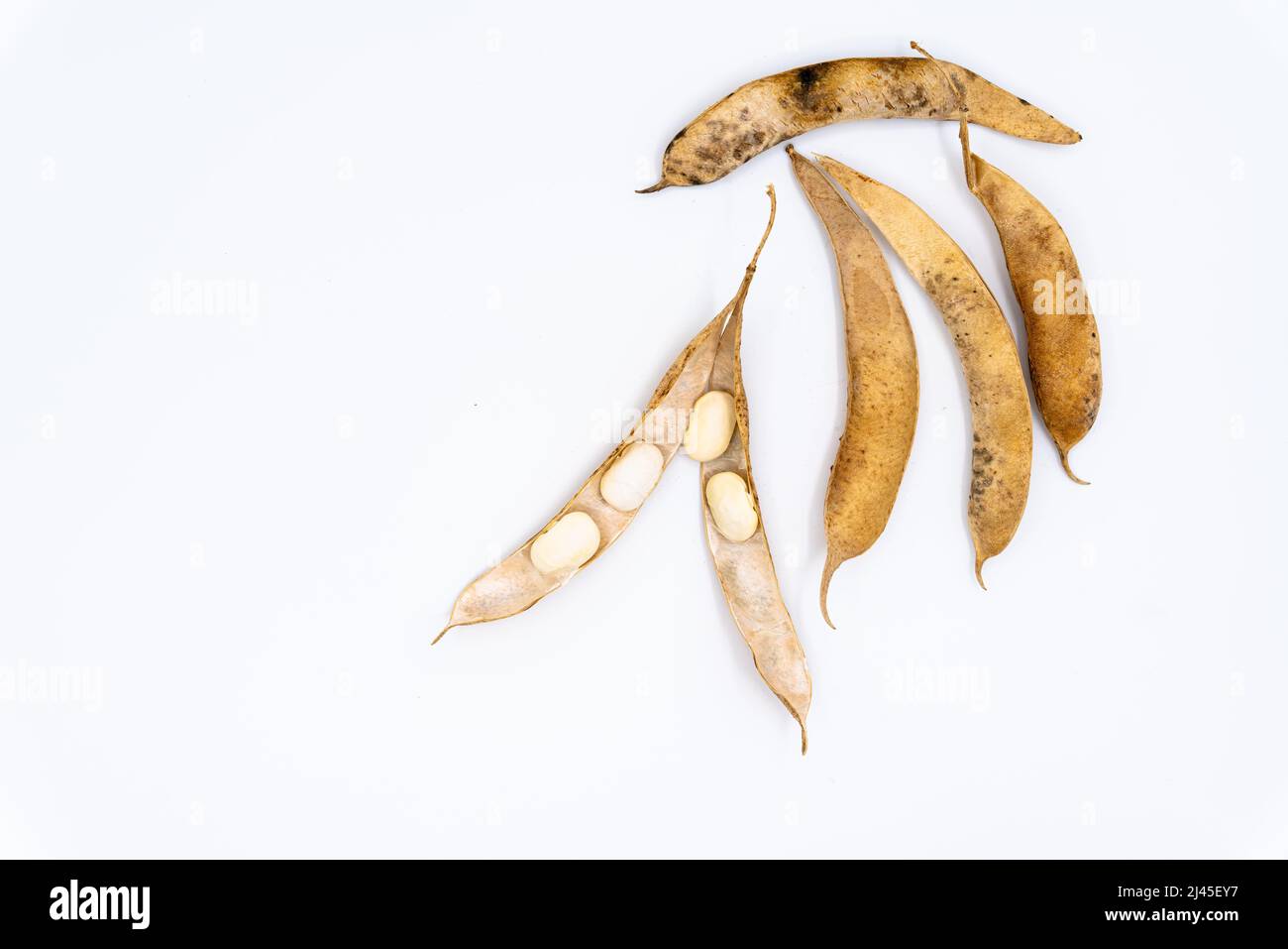 Dried beans isolated on white background. bean pods. High quality photo ...