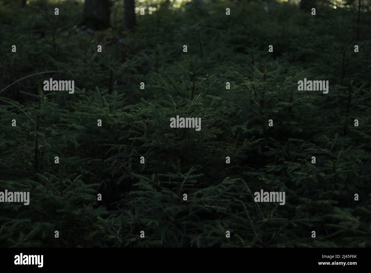 Small conifer trees in forest in Carpathians Stock Photo - Alamy